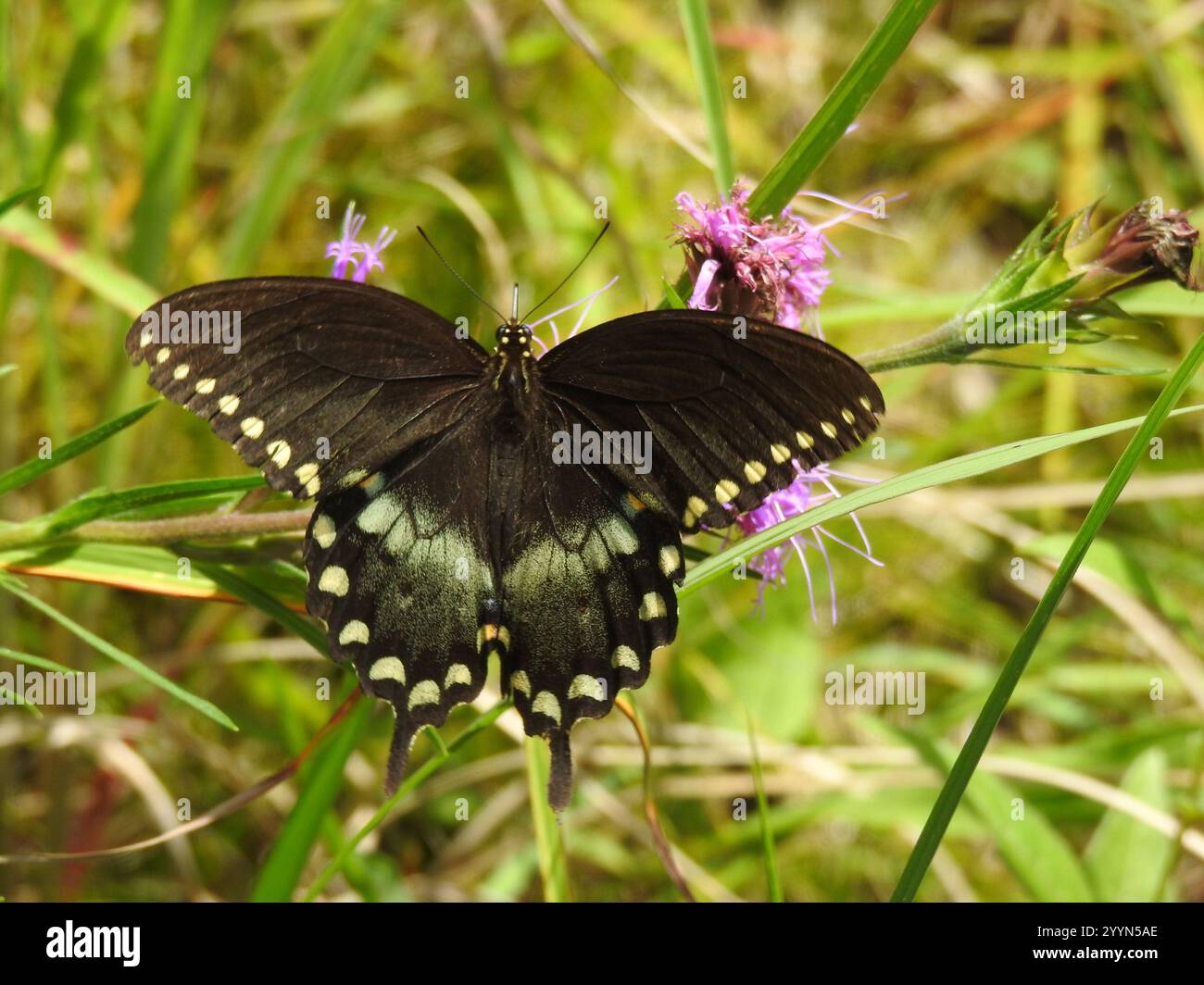 Spicebush Swallowtail (Papilio troilus Stock Photo - Alamy
