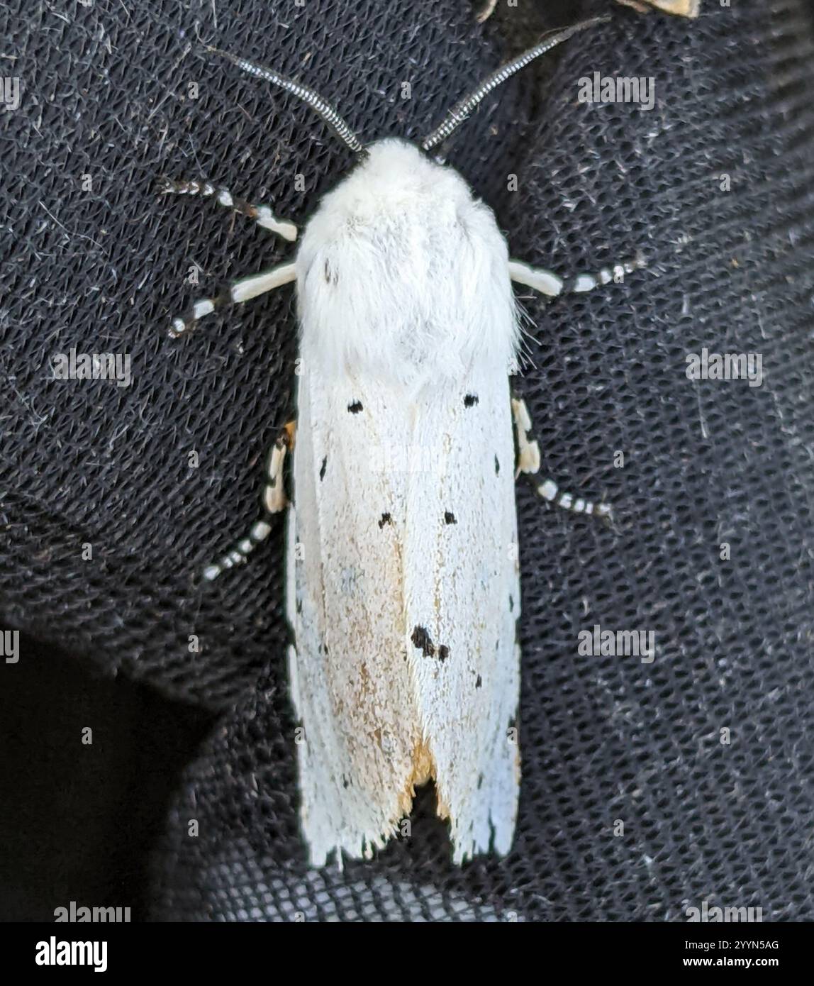 Salt Marsh Moth (Estigmene acrea Stock Photo - Alamy
