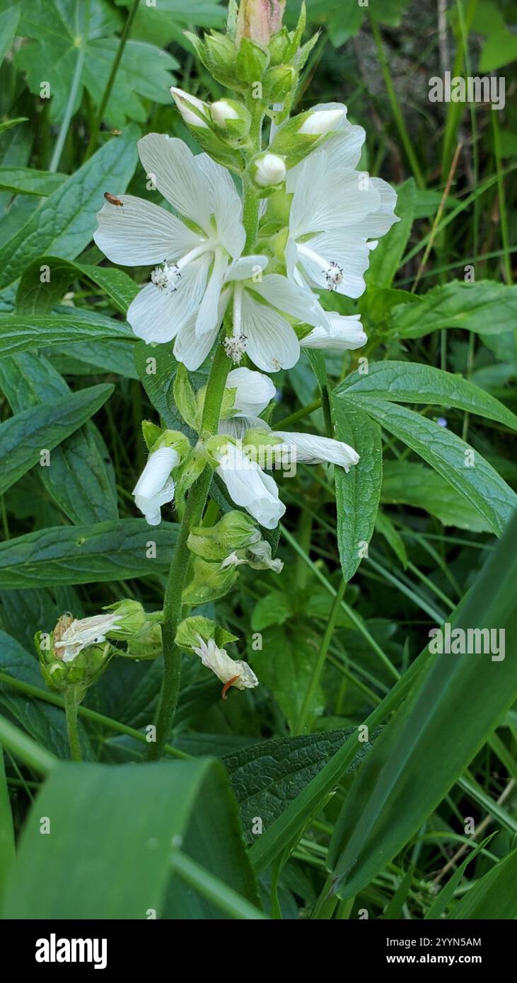 Sidalcea candida hi-res stock photography and images - Alamy