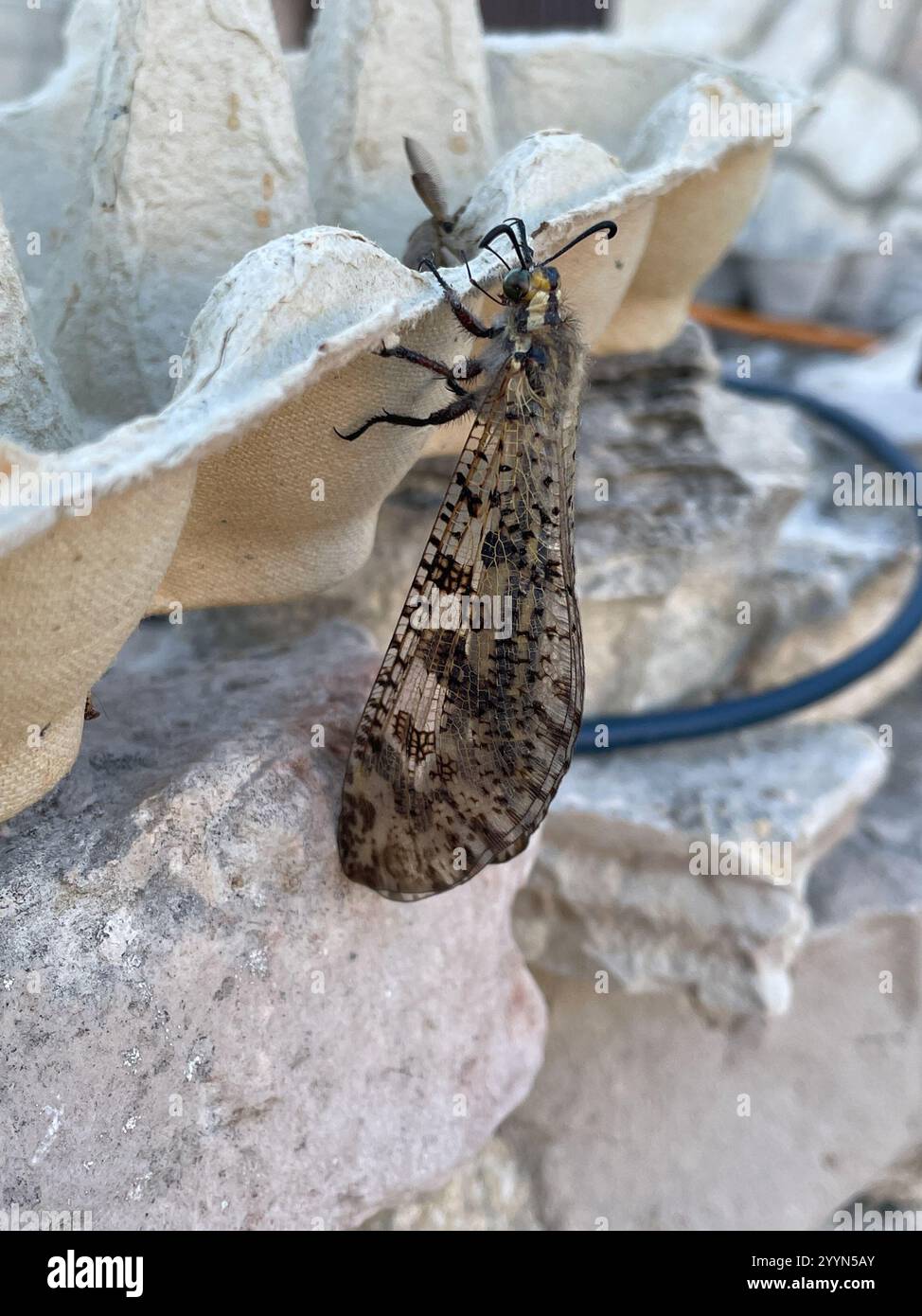 Palpares libelluloides hi-res stock photography and images - Alamy