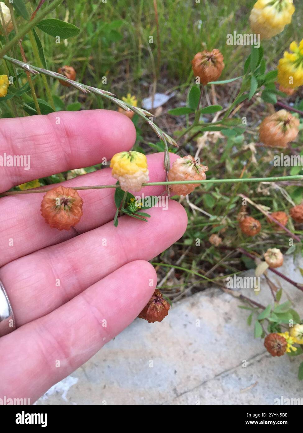 large hop clover (Trifolium aureum Stock Photo - Alamy