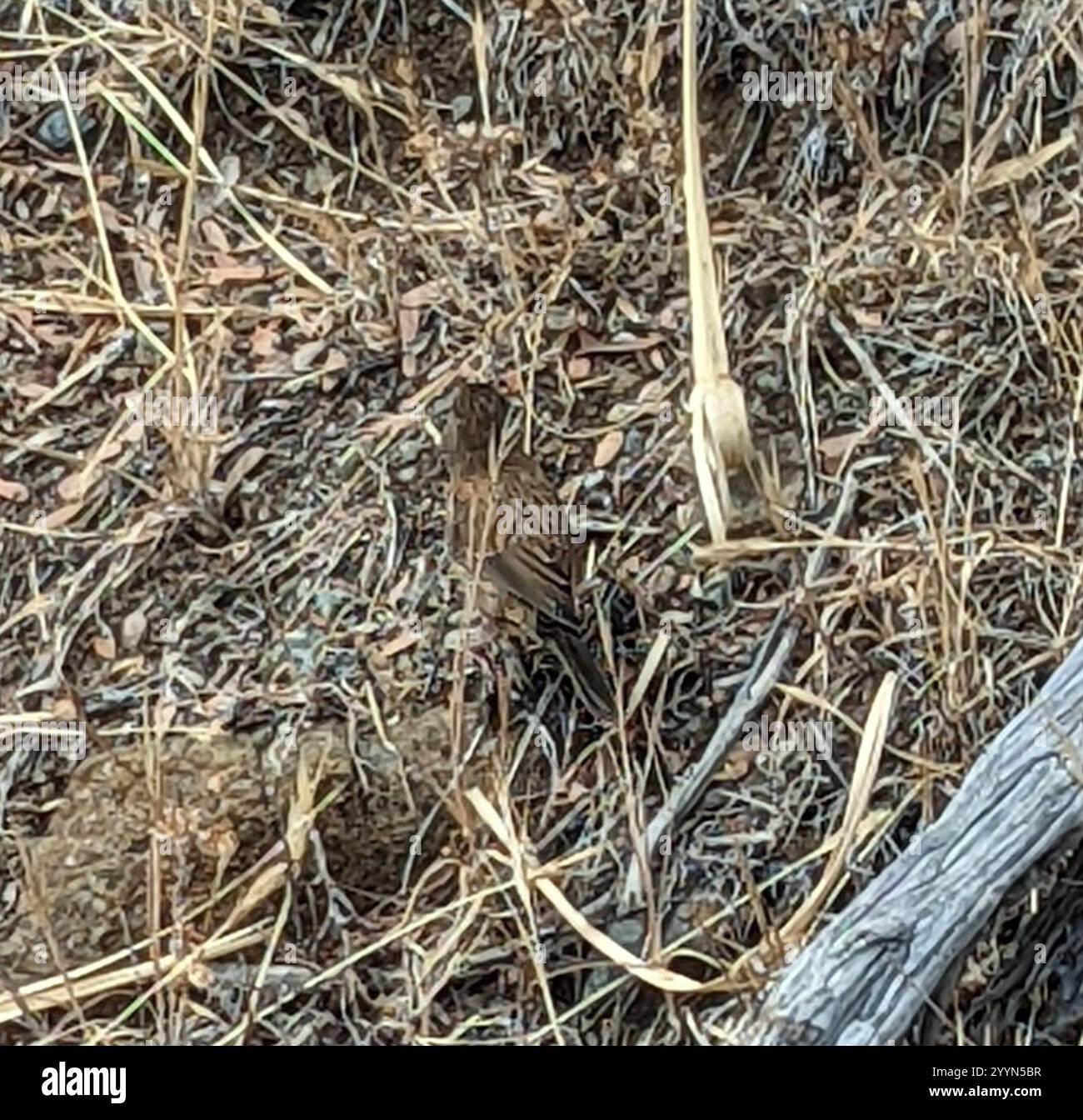 New World Sparrows (Passerellidae Stock Photo - Alamy