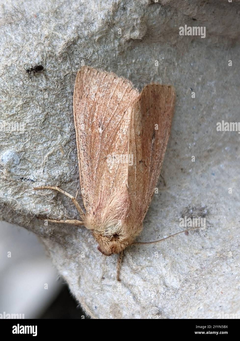 The Clay (Mythimna ferrago Stock Photo - Alamy