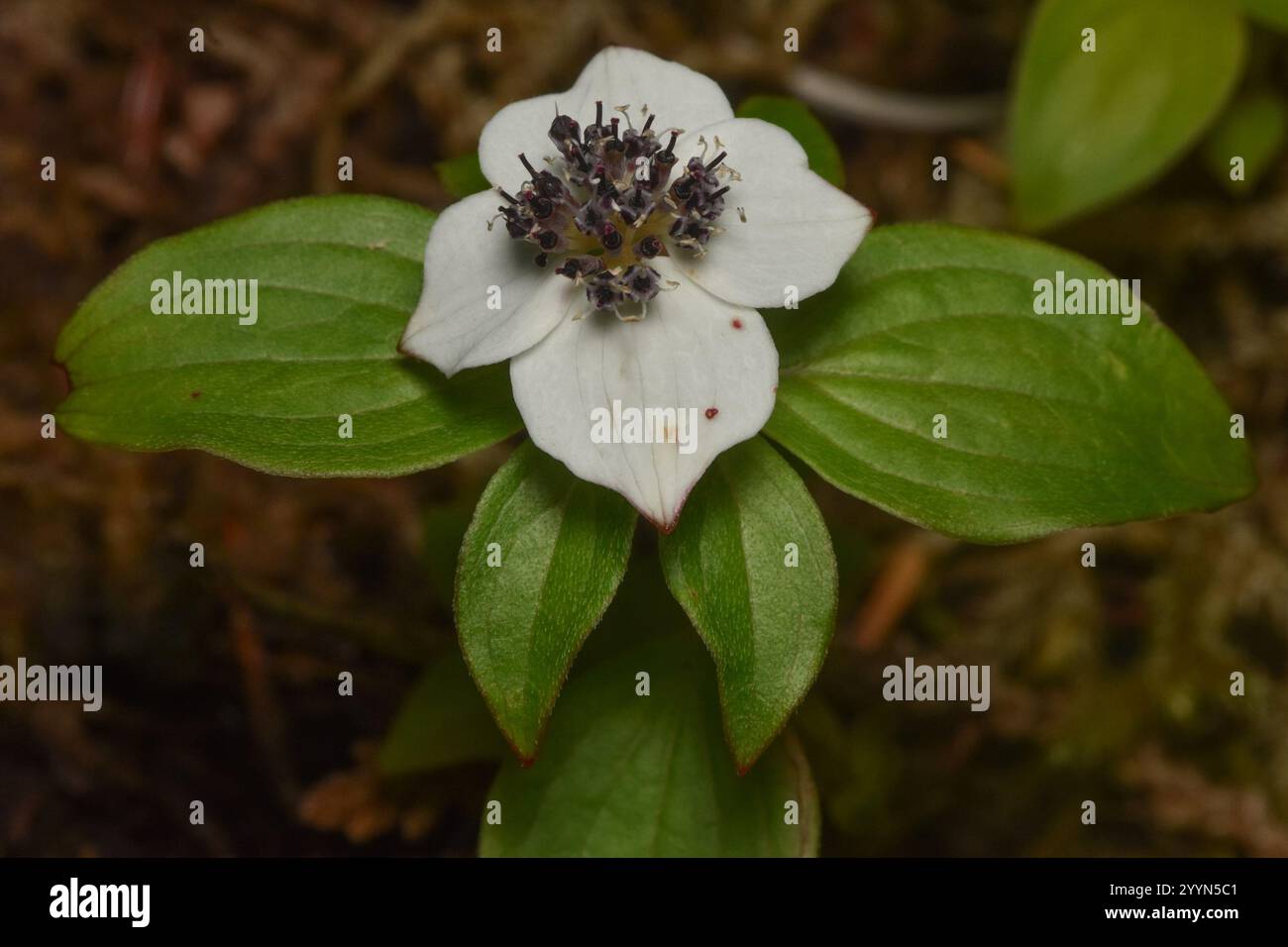 Western Bunchberry (Cornus unalaschkensis Stock Photo - Alamy