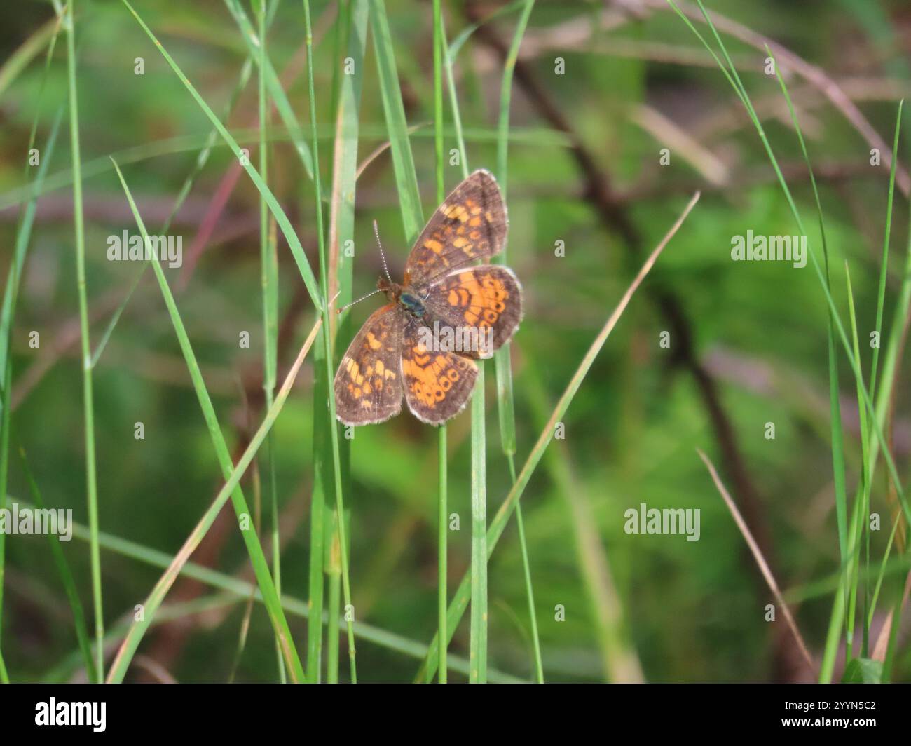 Northern Crescent (Phyciodes cocyta Stock Photo - Alamy