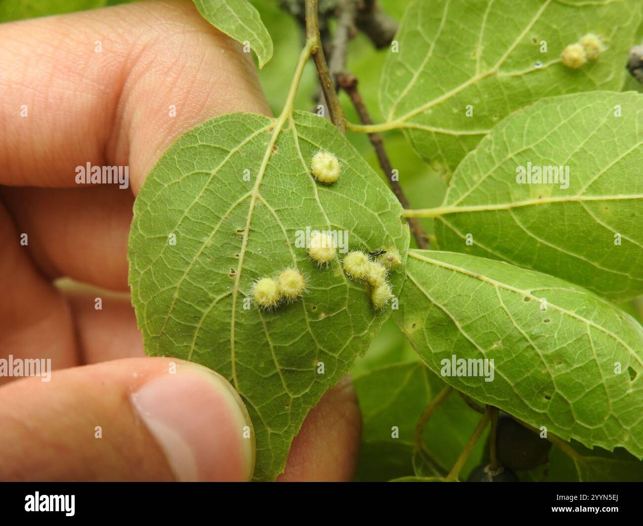 Hackberry Rosette Gall Midge (Celticecis capsularis Stock Photo - Alamy