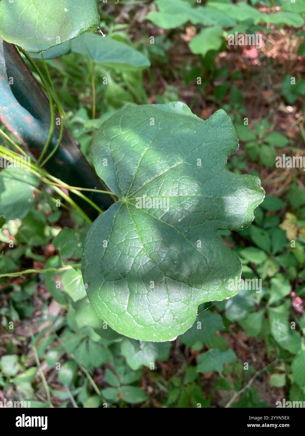 moonseed (Menispermum canadense Stock Photo - Alamy