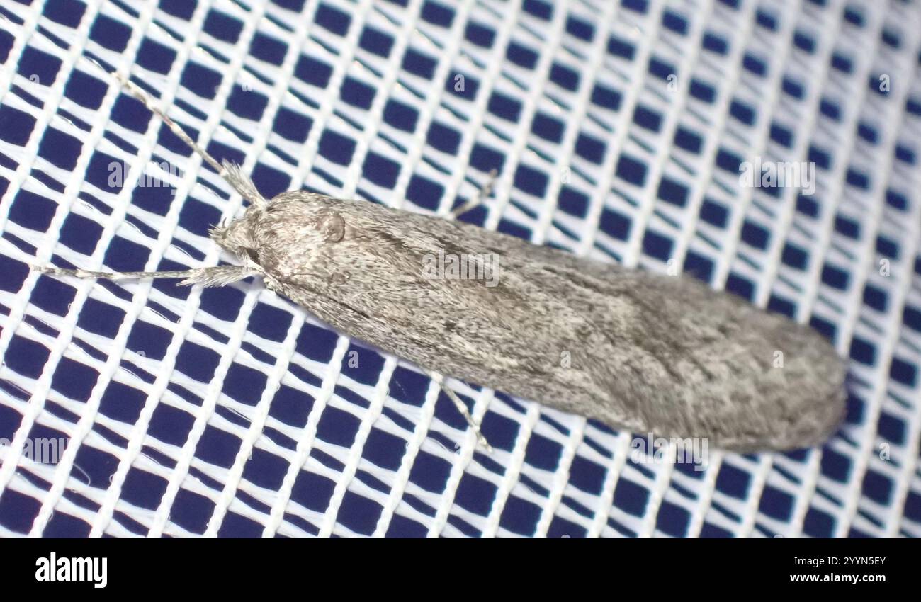 Curved-horn Moths (Gelechioidea Stock Photo - Alamy