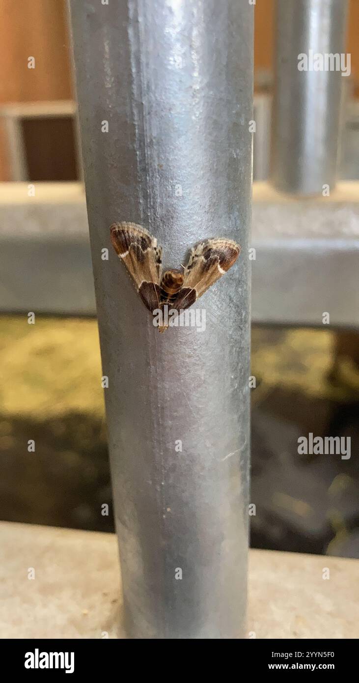 Meal moth (Pyralis farinalis Stock Photo - Alamy