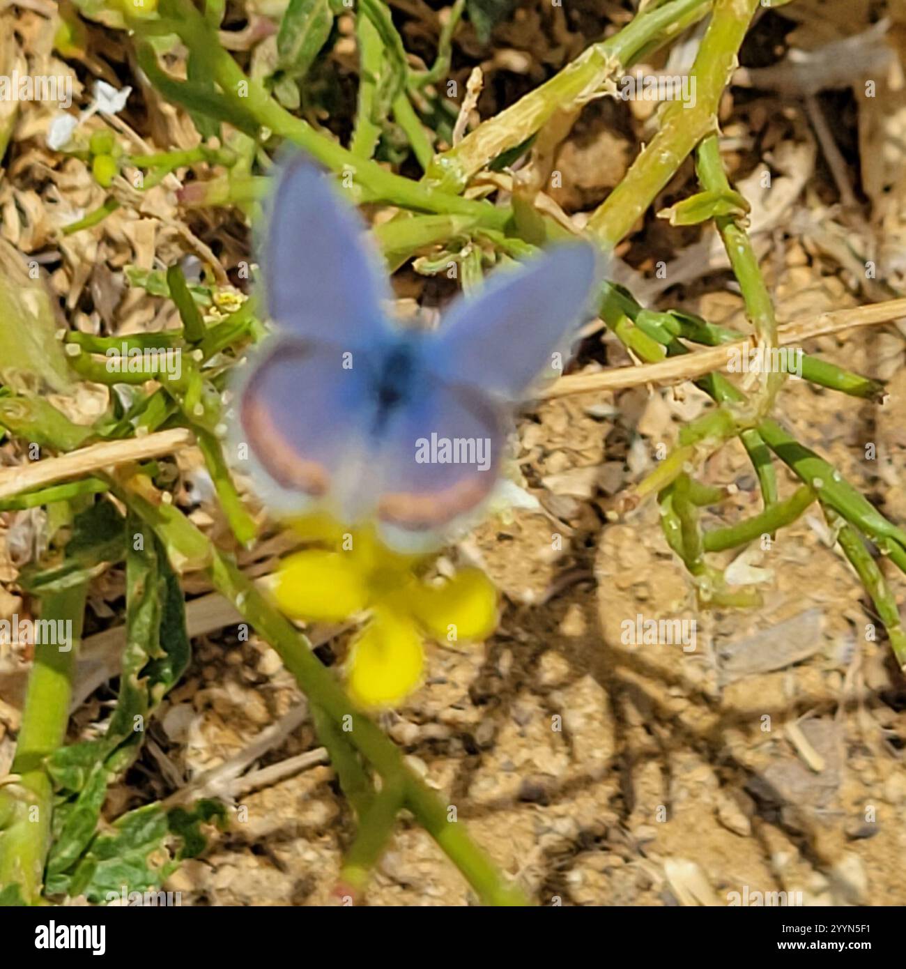 Acmon Blue (Icaricia acmon Stock Photo - Alamy