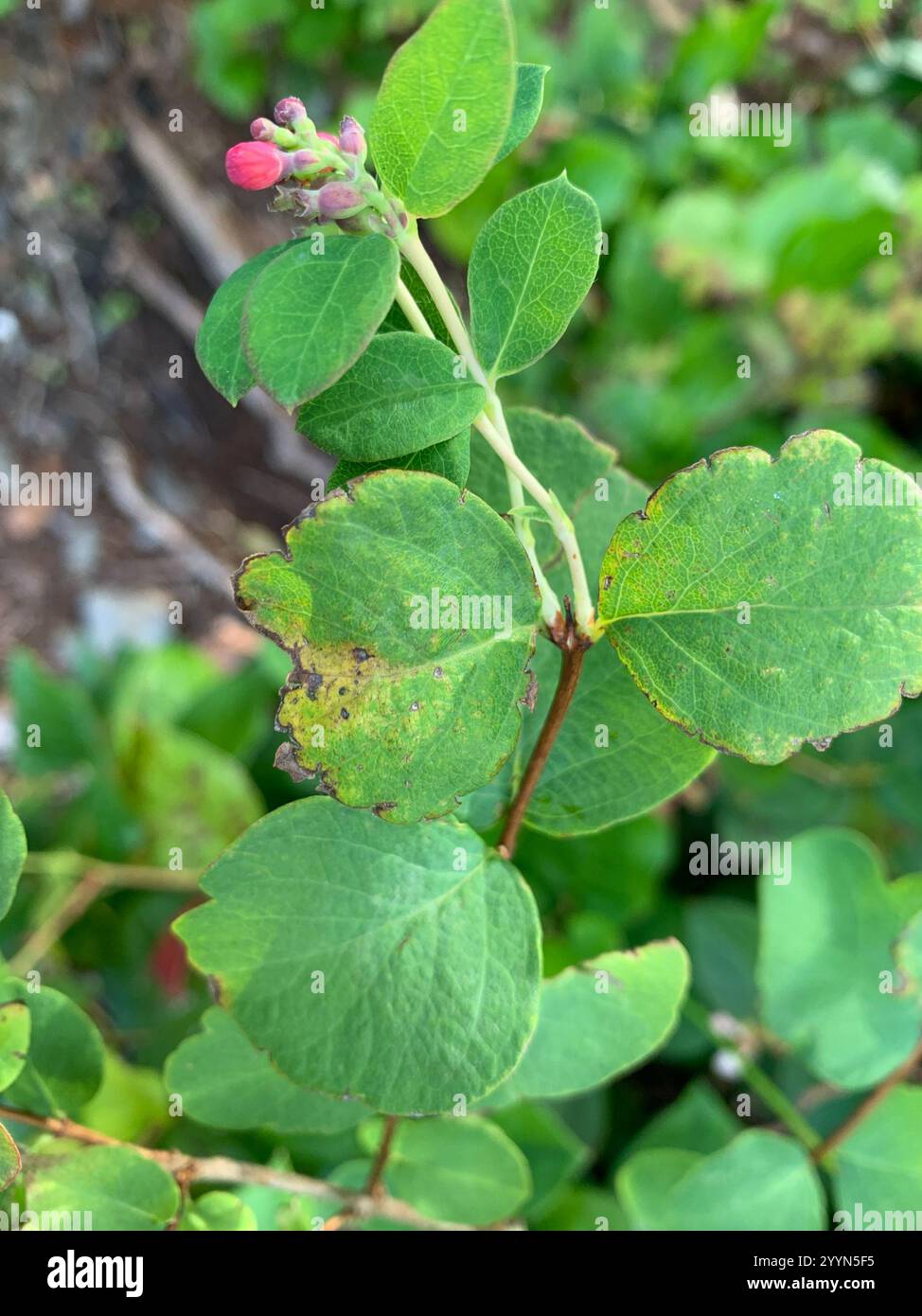 Common Snowberry (Symphoricarpos albus Stock Photo - Alamy