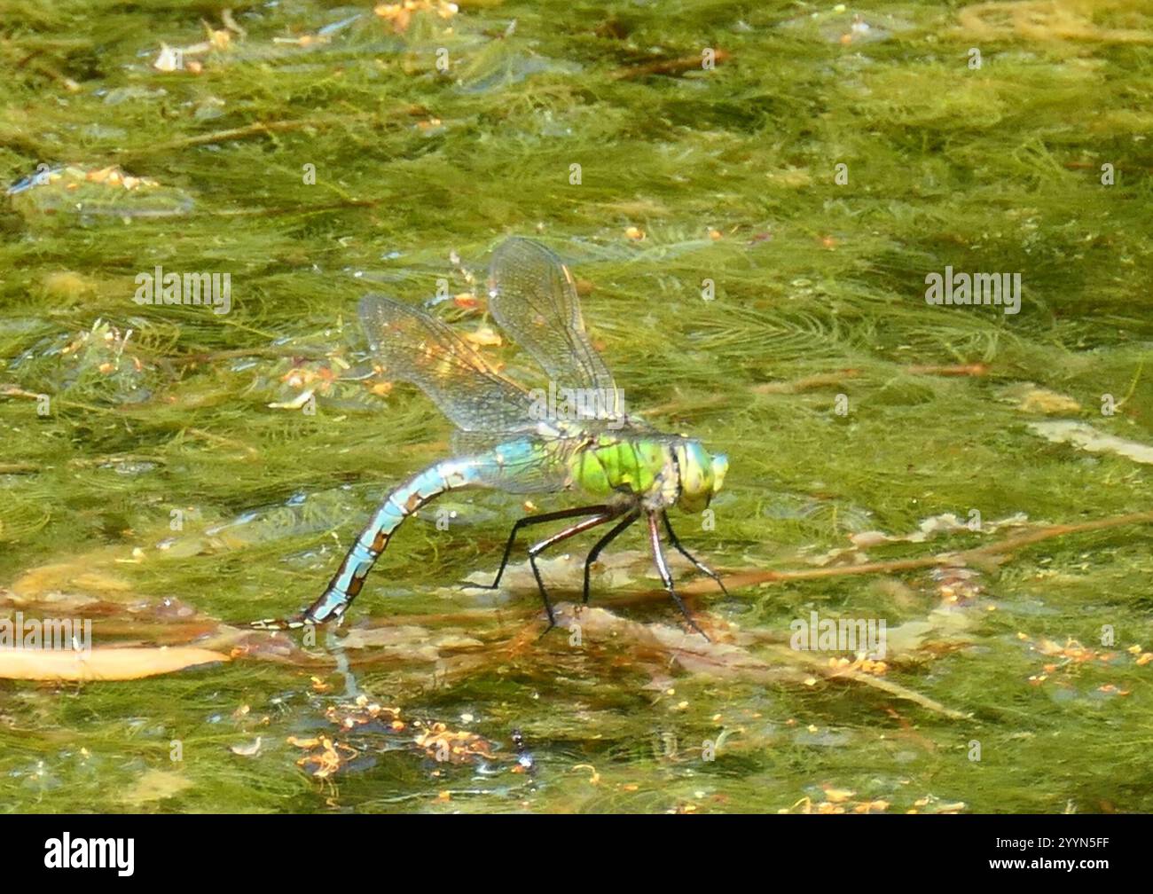 Blue Emperor (Anax imperator Stock Photo - Alamy