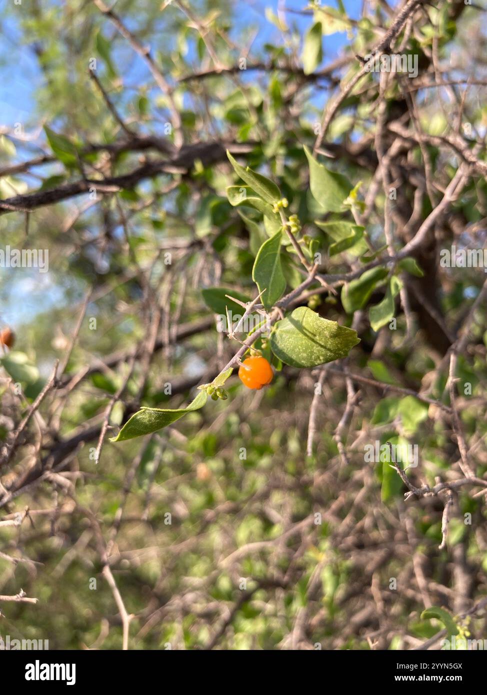 spiny hackberry (Celtis pallida Stock Photo - Alamy