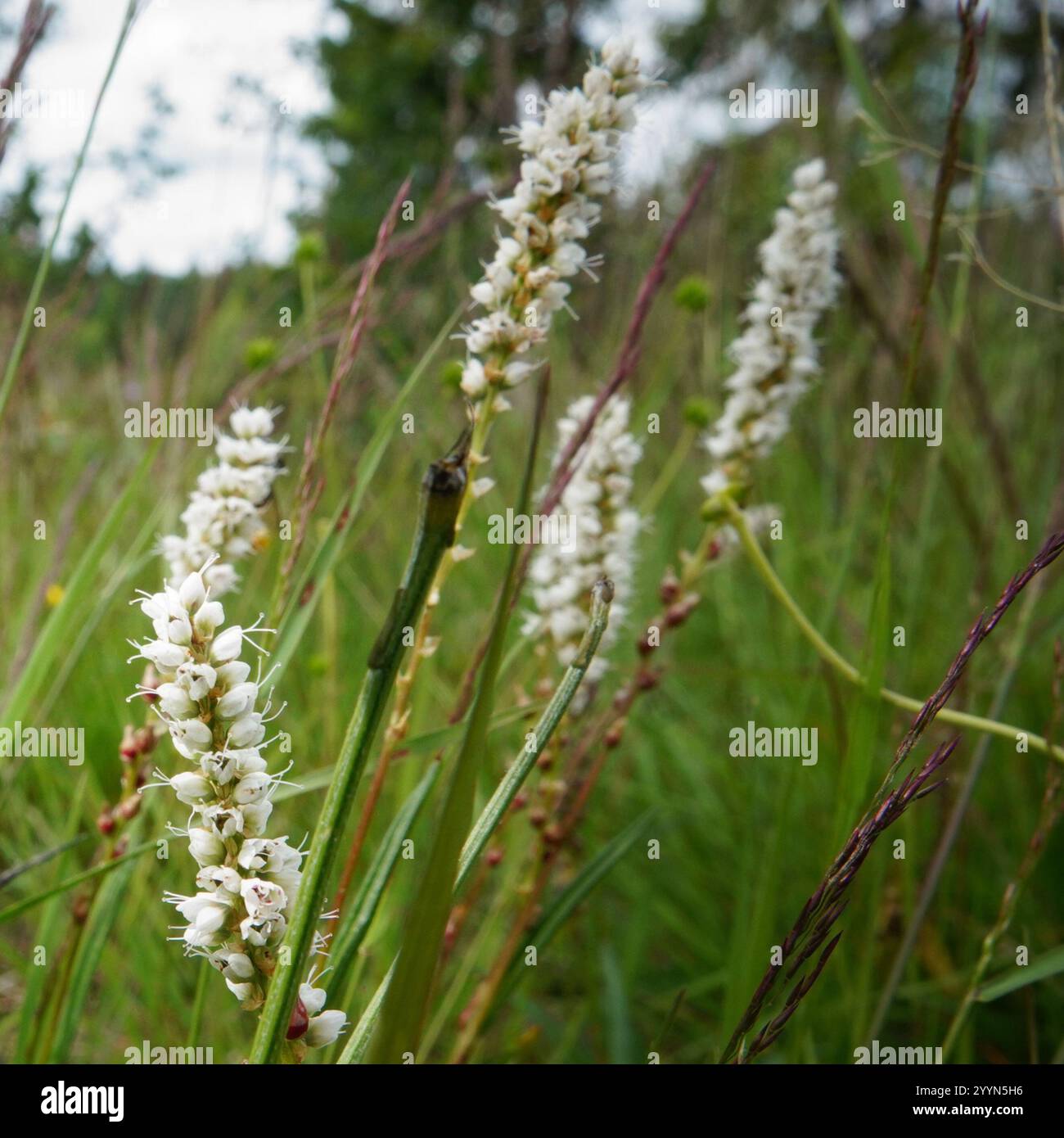 alpine bistort (Bistorta vivipara Stock Photo - Alamy