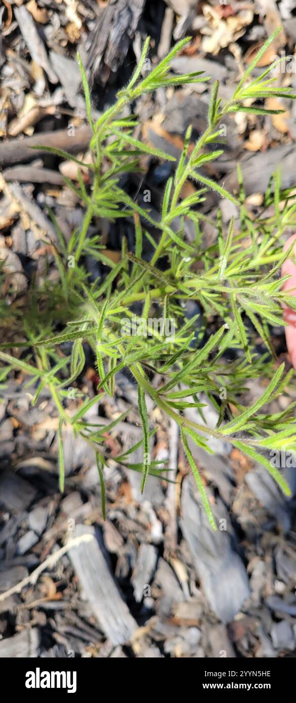 Stinkwort (Dittrichia graveolens Stock Photo - Alamy