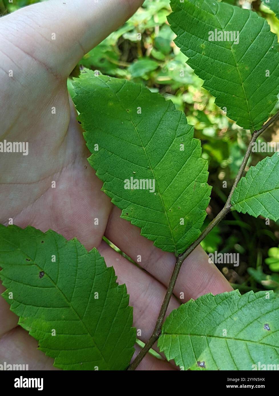 slippery elm (Ulmus rubra Stock Photo - Alamy