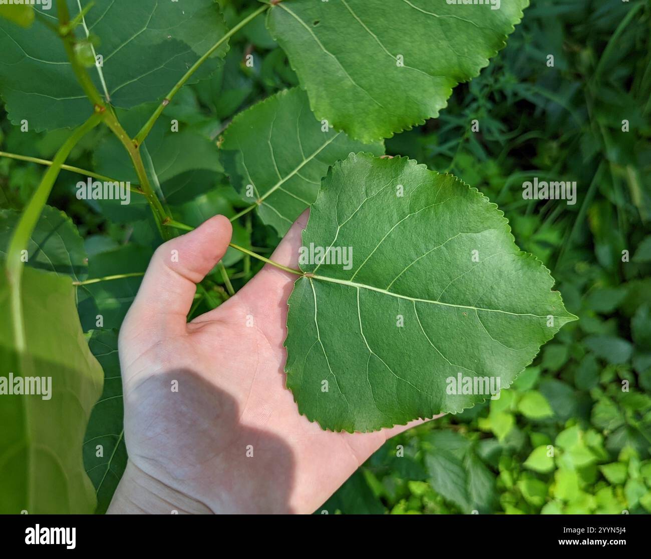 Eastern Cottonwood (Populus deltoides Stock Photo - Alamy