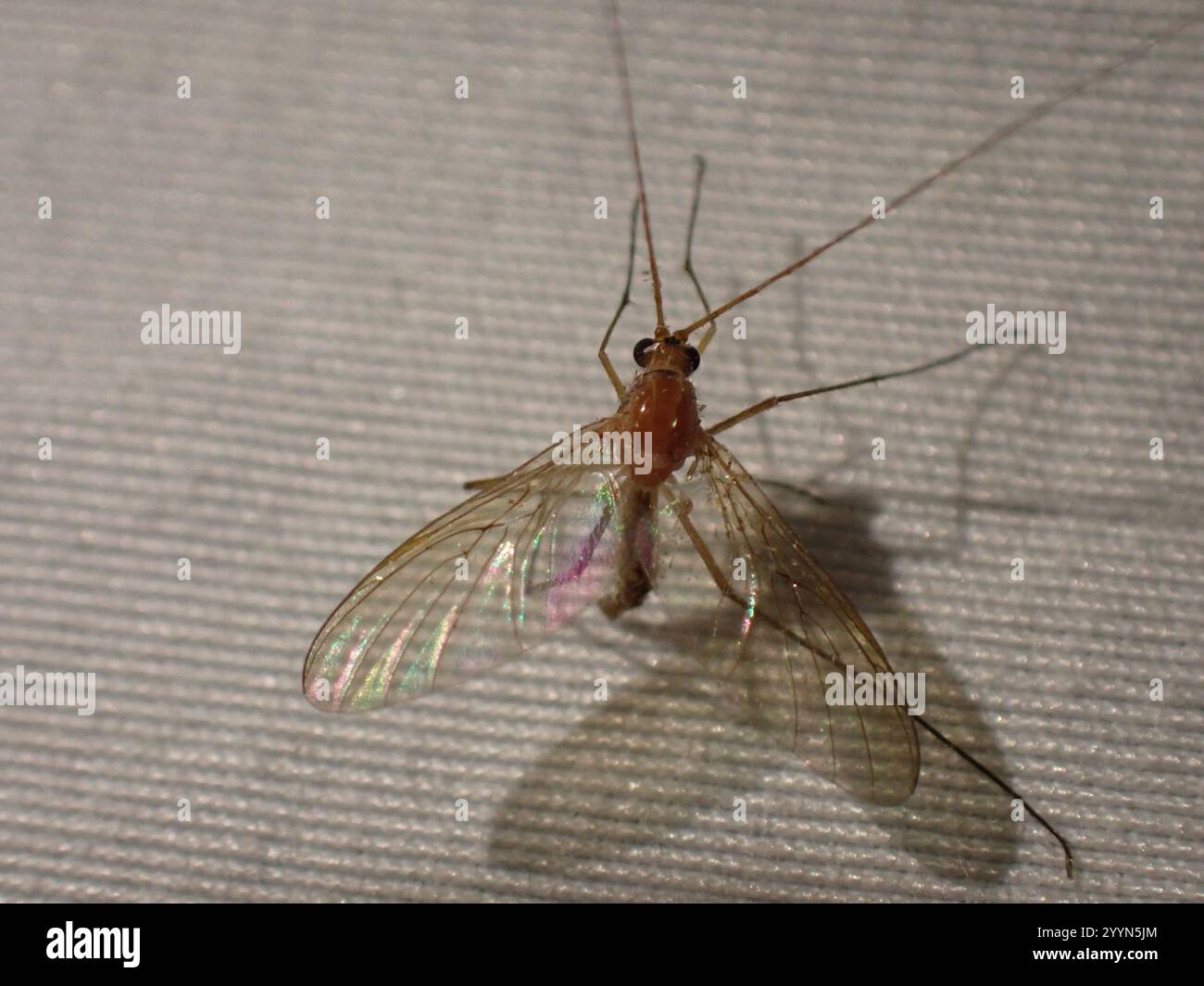 Predatory Fungus Gnats (Keroplatidae Stock Photo - Alamy