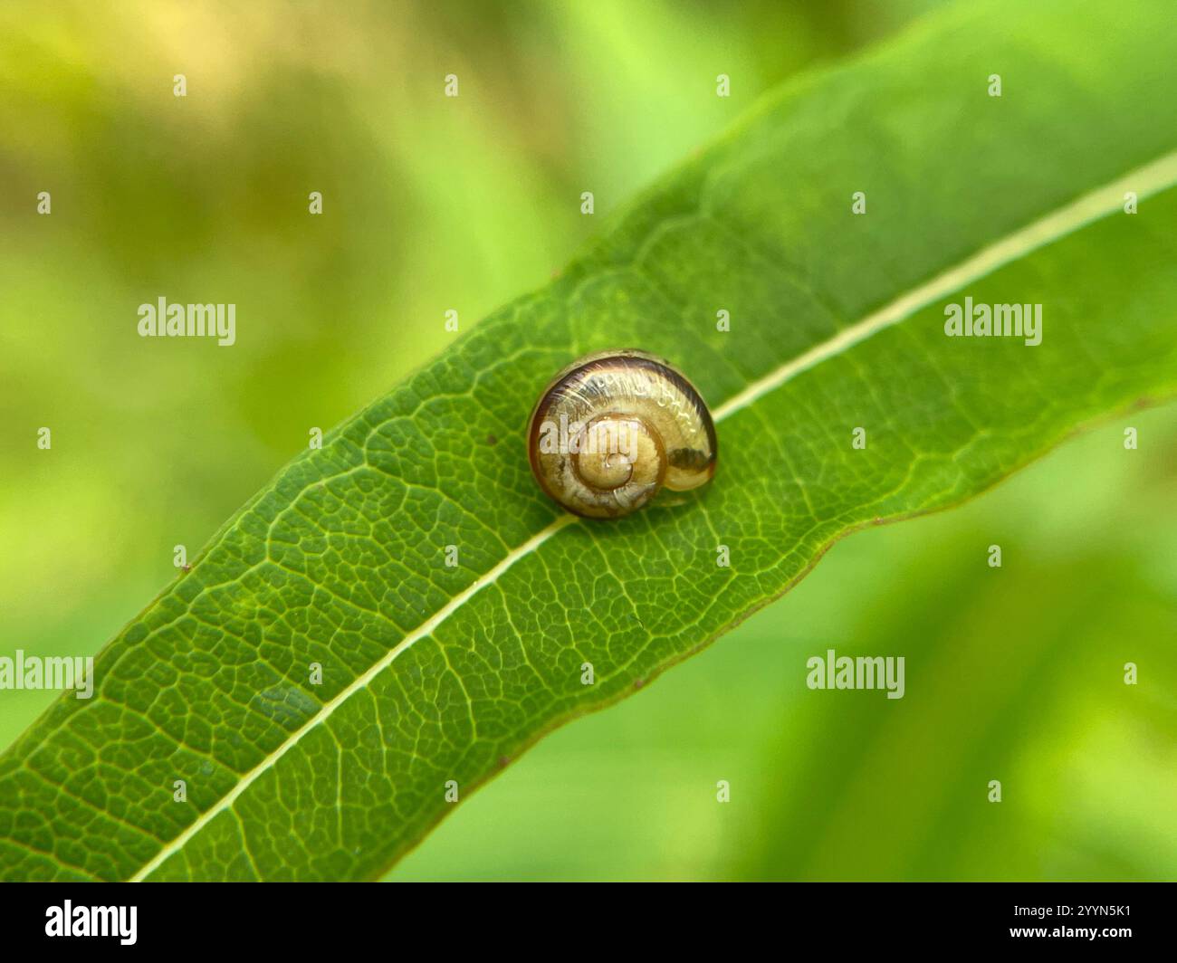 Common Land Snails and Slugs (Stylommatophora Stock Photo - Alamy