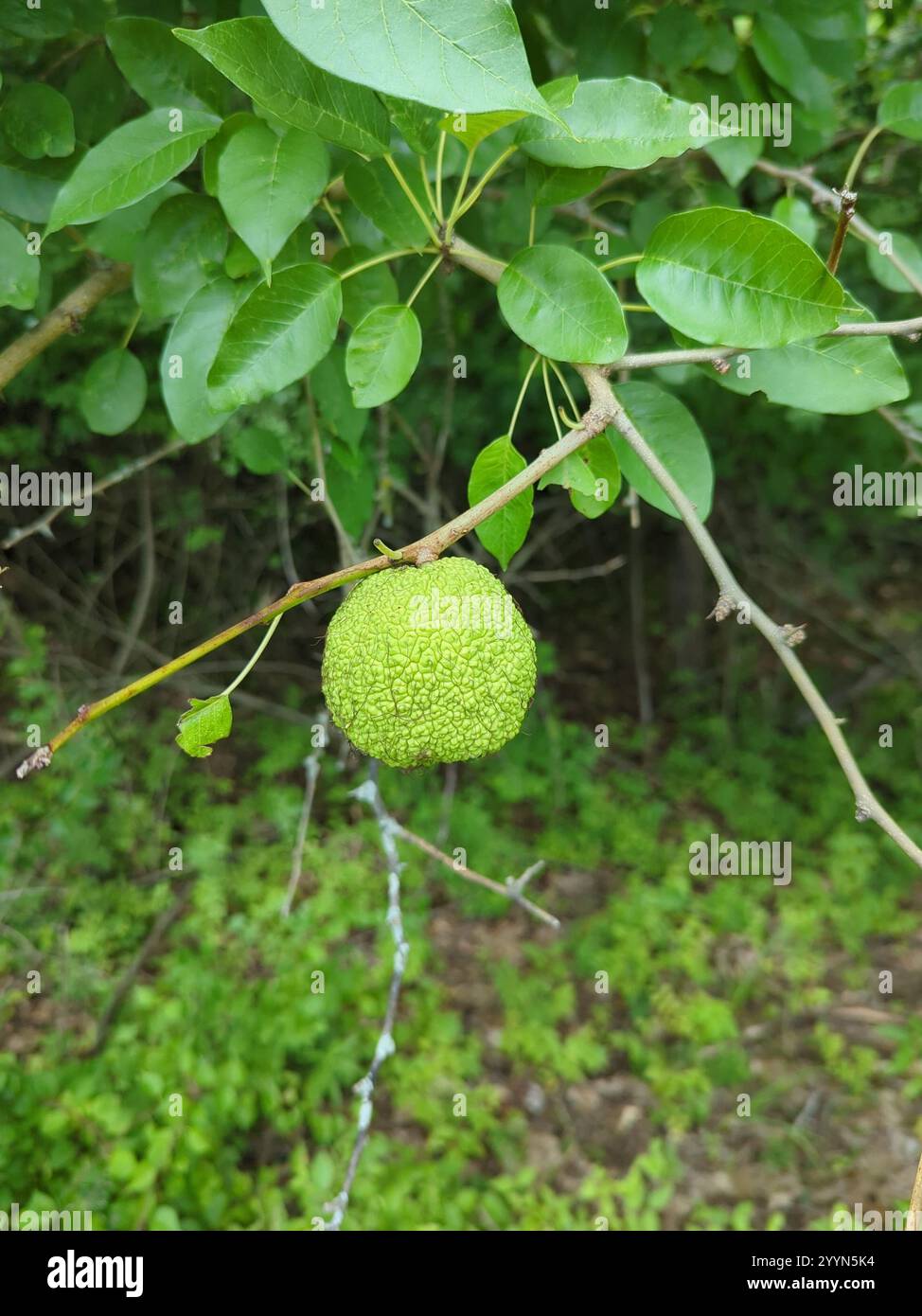 Osage-orange (Maclura pomifera Stock Photo - Alamy