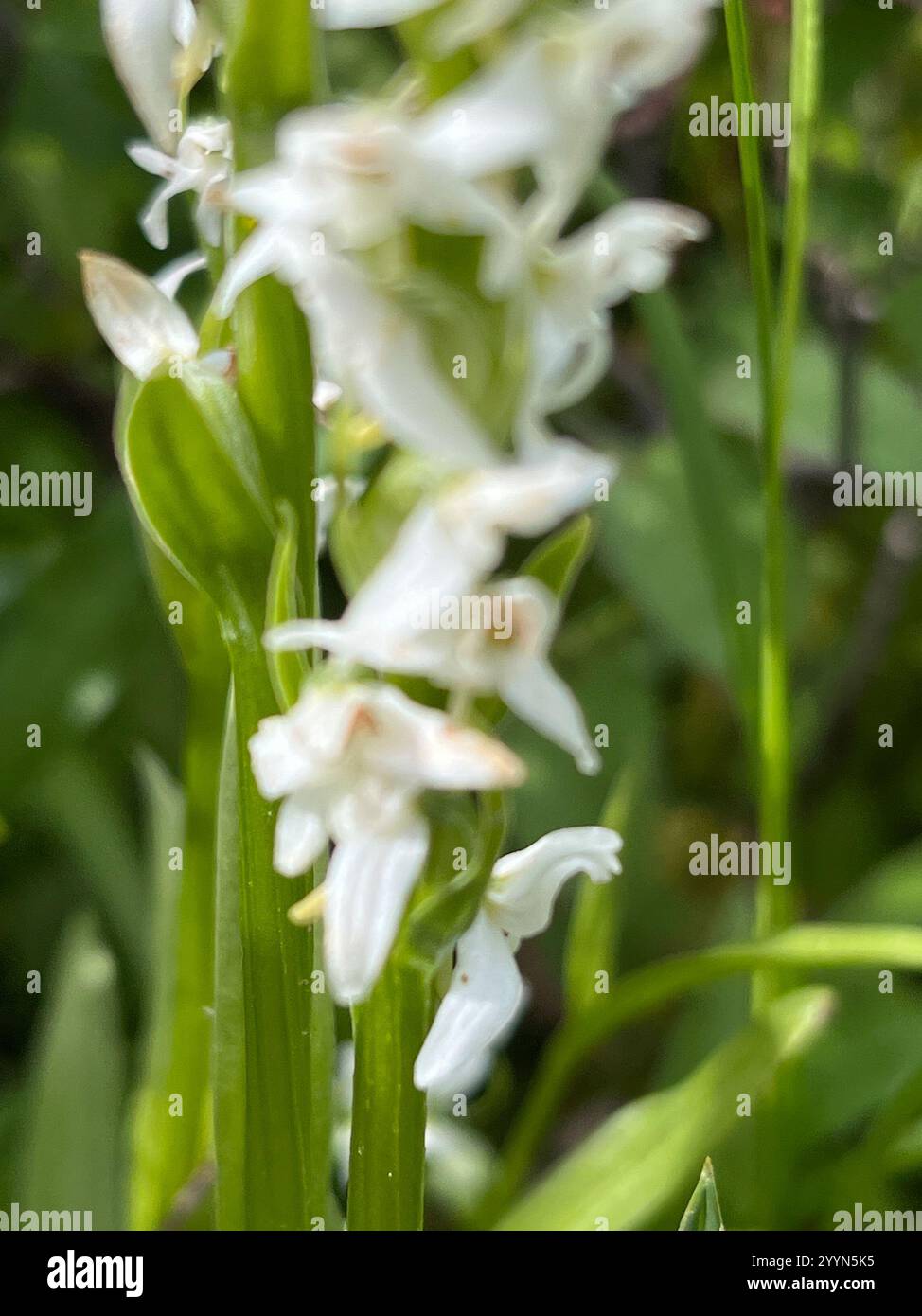 white bog orchid (Platanthera dilatata Stock Photo - Alamy