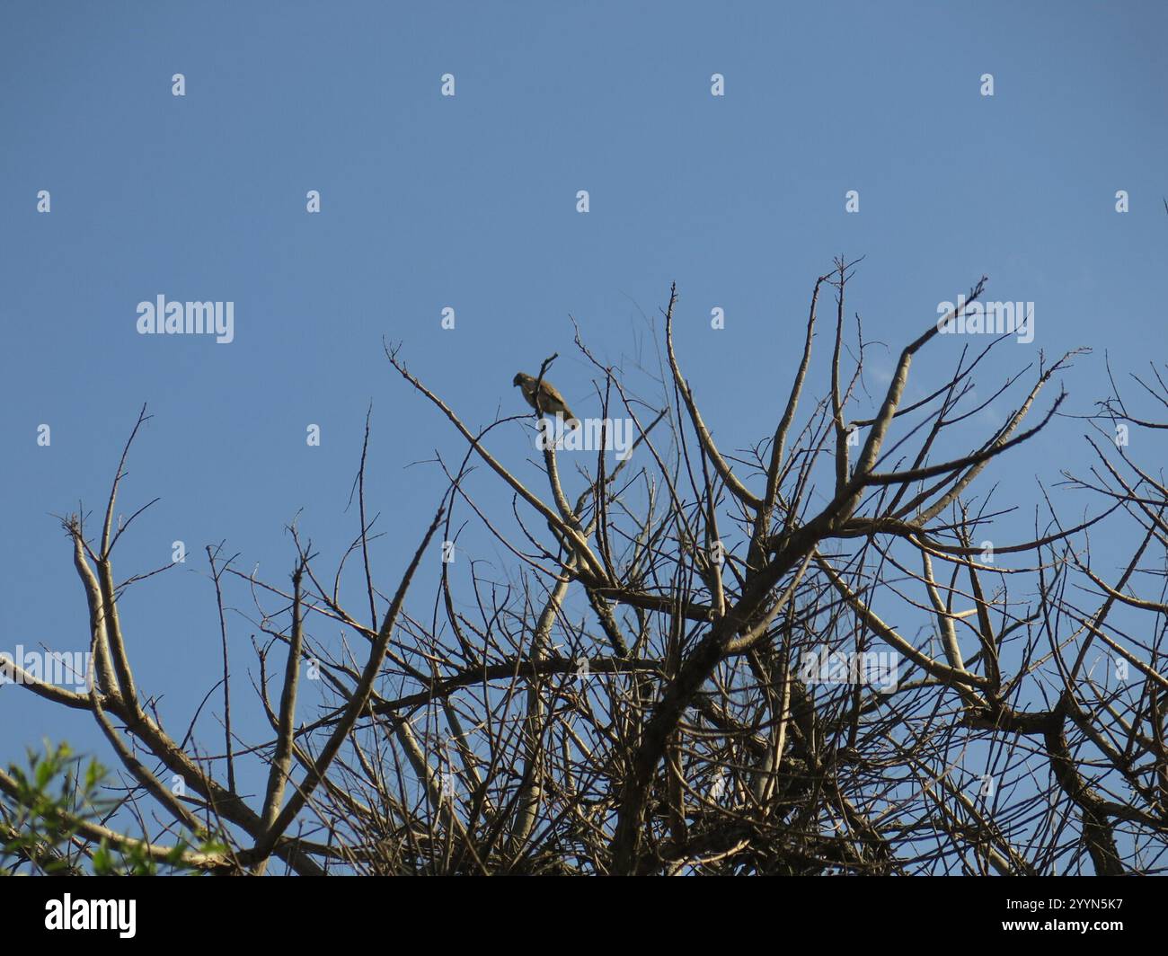 Roadside Hawk (Rupornis magnirostris Stock Photo - Alamy