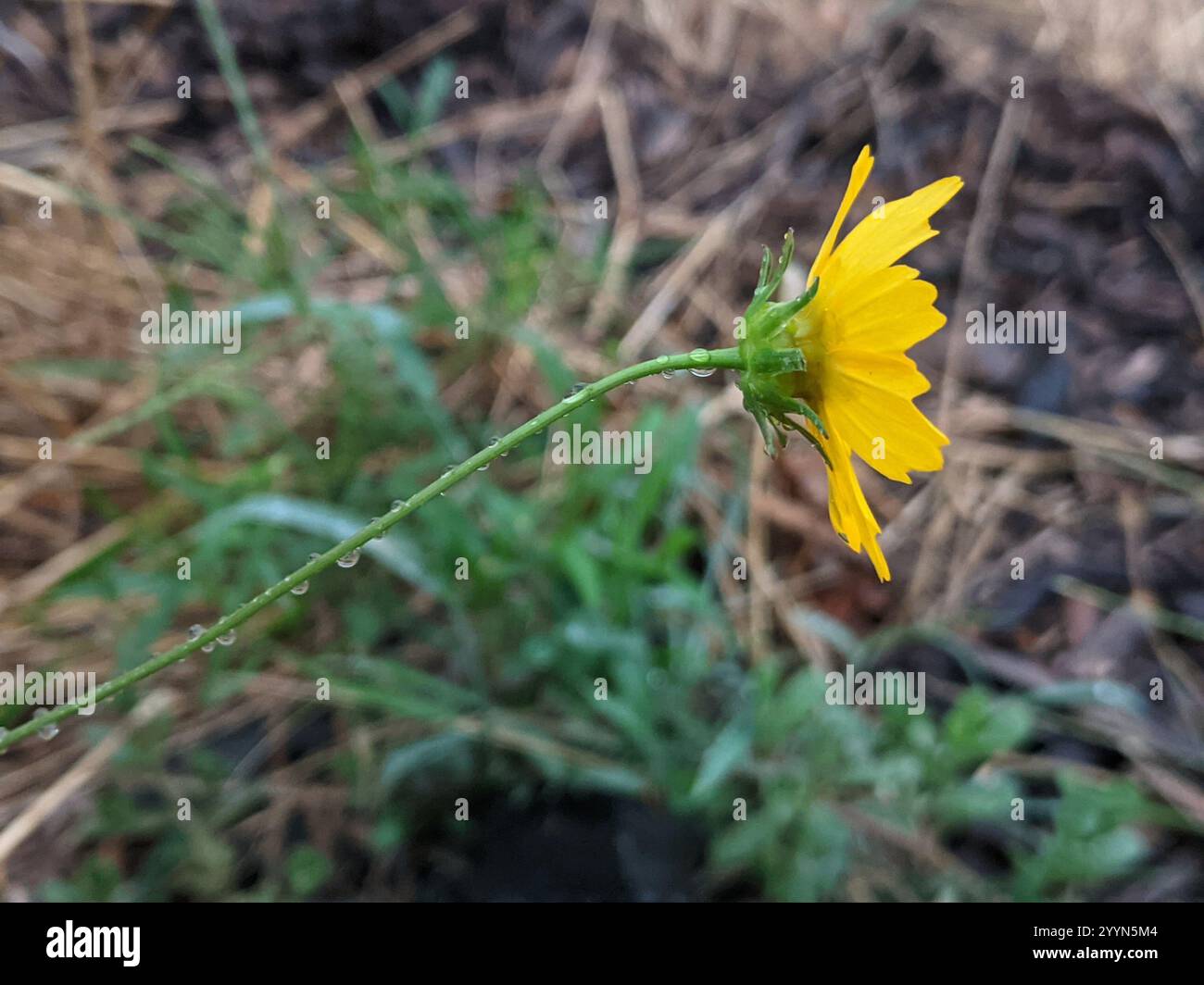 Lance-leaved Coreopsis (Coreopsis lanceolata Stock Photo - Alamy