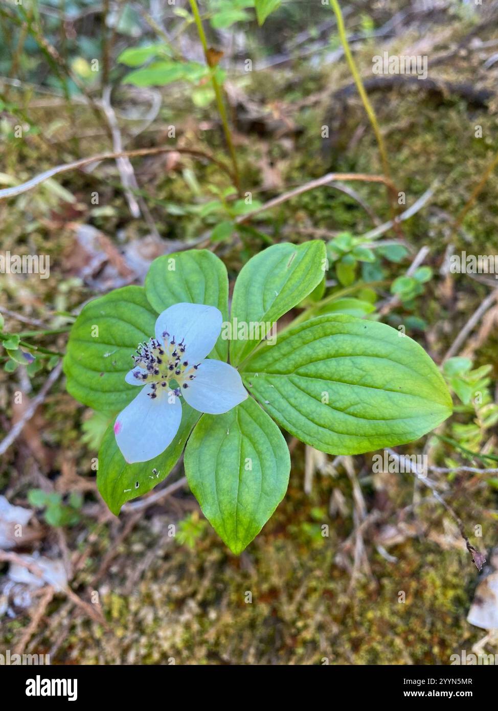 Western Bunchberry (Cornus unalaschkensis Stock Photo - Alamy