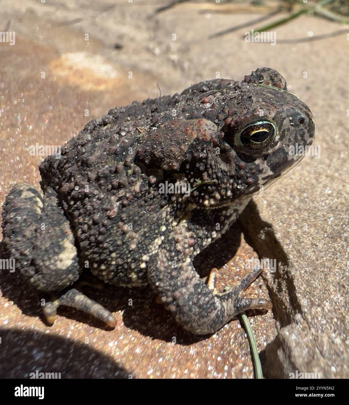 Canadian Toad (Anaxyrus hemiophrys Stock Photo - Alamy