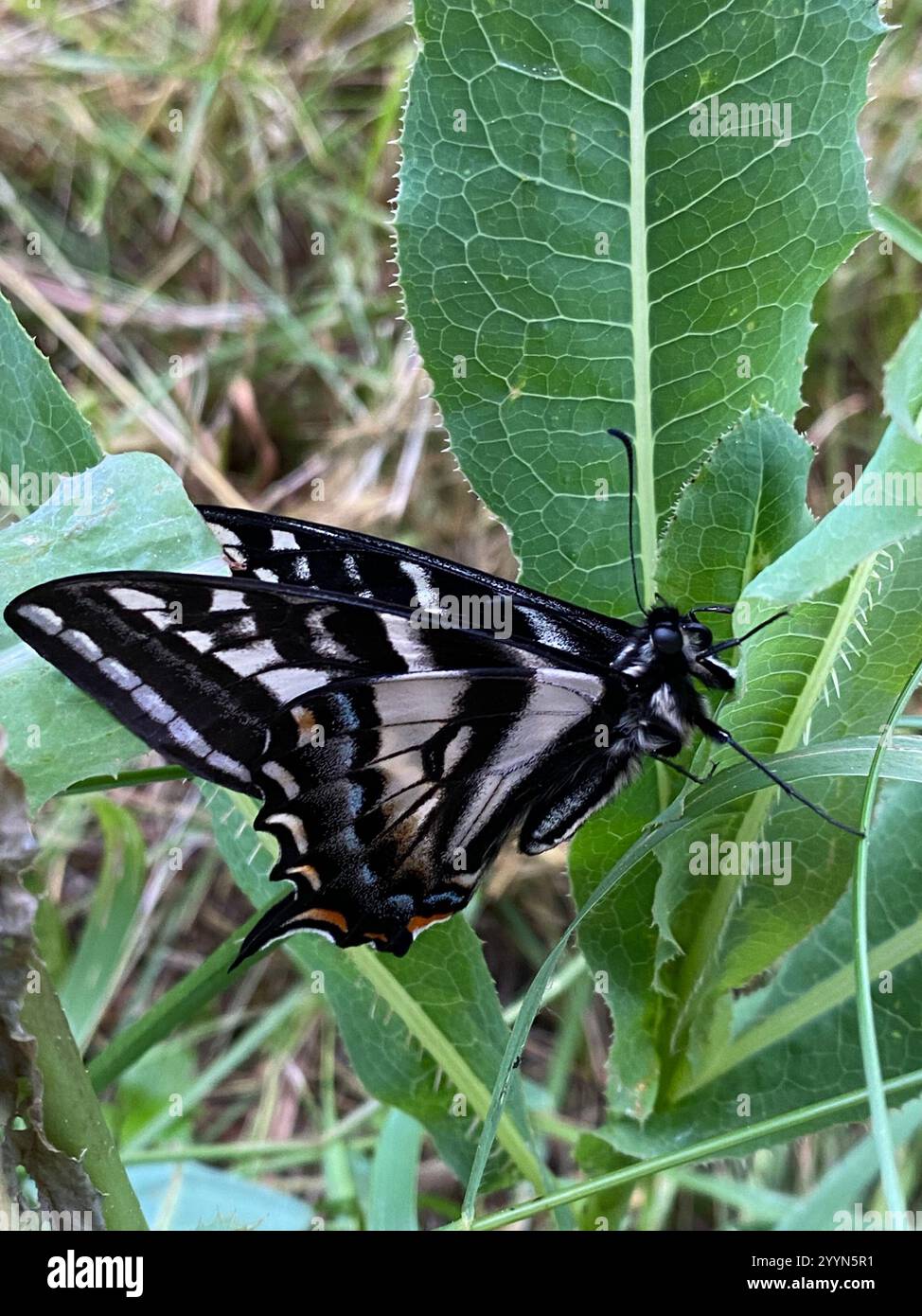 Pale Swallowtail (Papilio eurymedon Stock Photo - Alamy