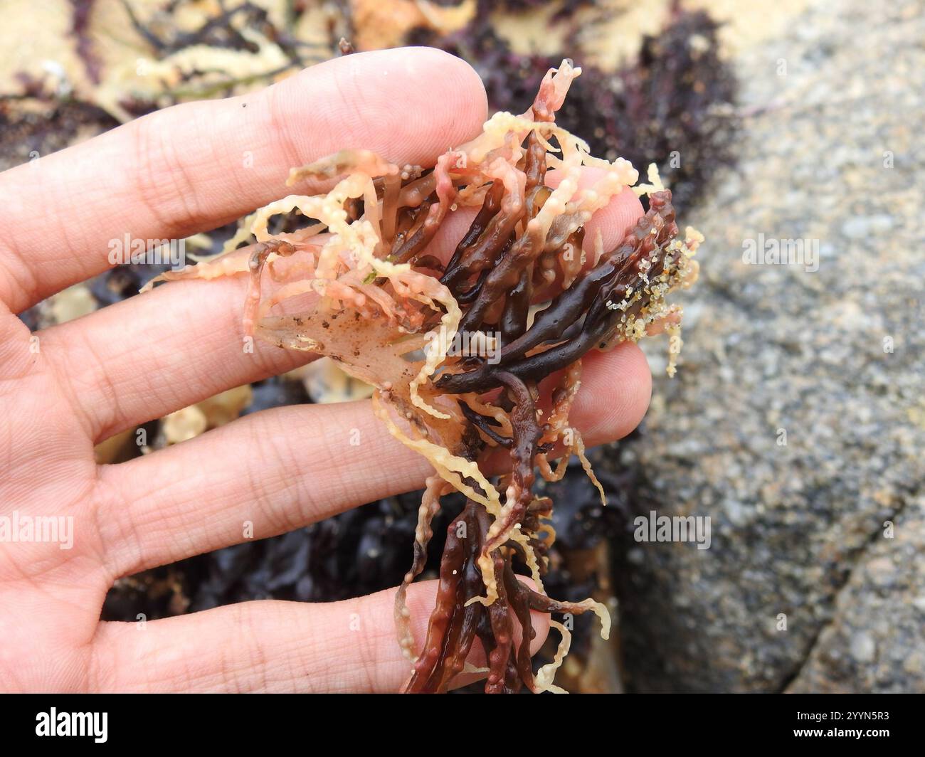 Red Sea Grapes (Botryocladia pseudodichotoma Stock Photo - Alamy