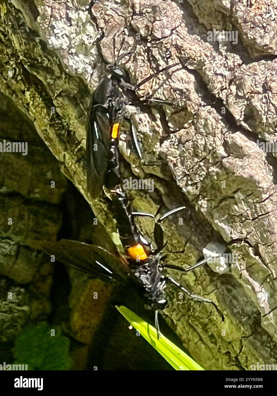 Mydas fly hi-res stock photography and images - Alamy