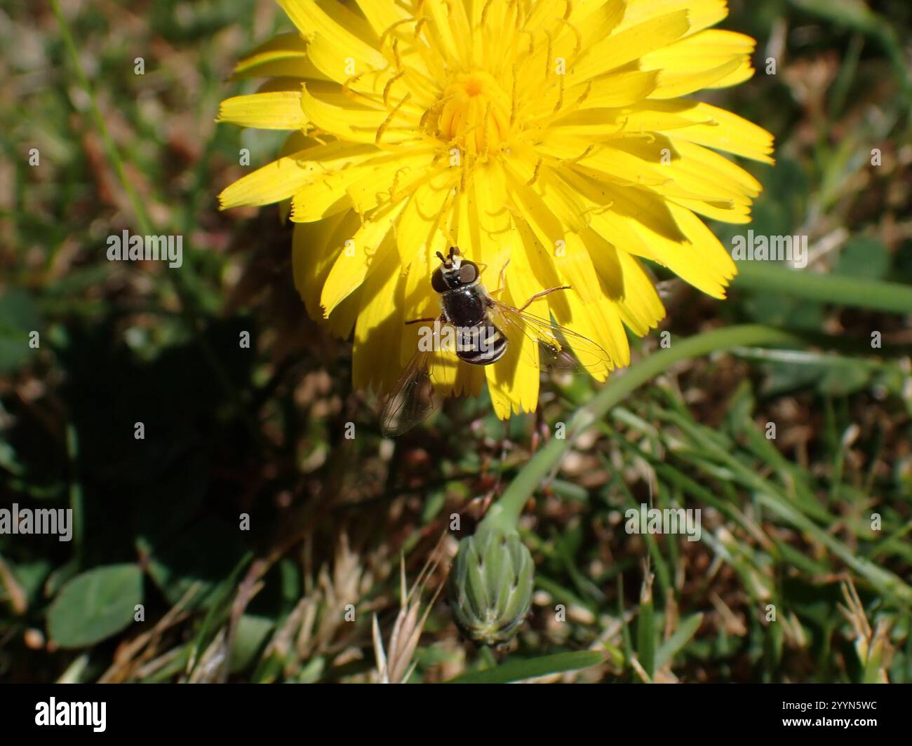 Large-tailed Aphideater (Eupeodes volucris Stock Photo - Alamy