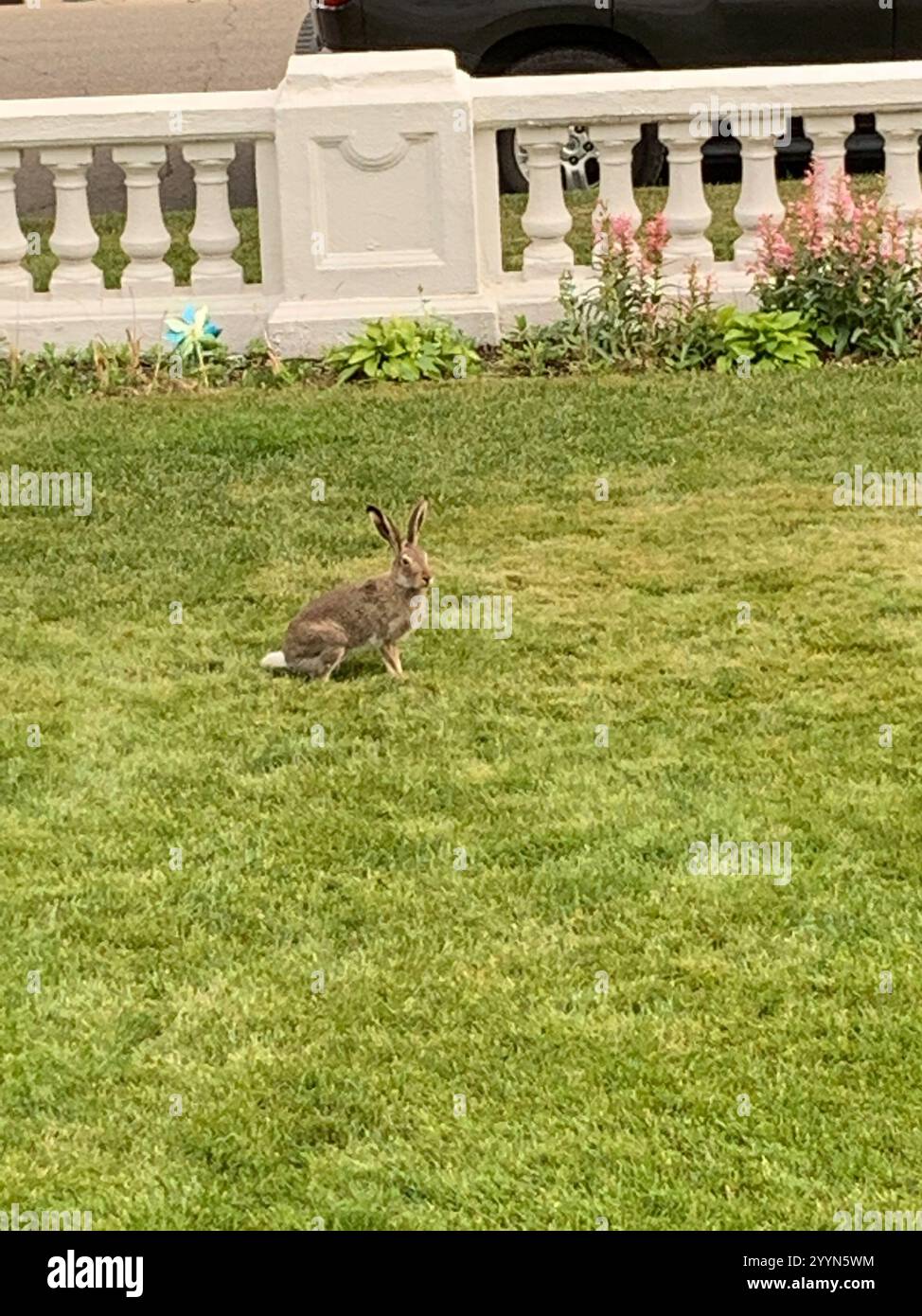 White-tailed Jackrabbit (Lepus townsendii Stock Photo - Alamy