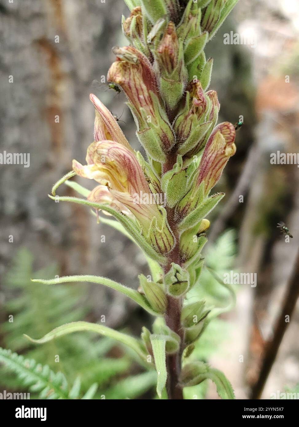 giant lousewort (Pedicularis procera Stock Photo - Alamy