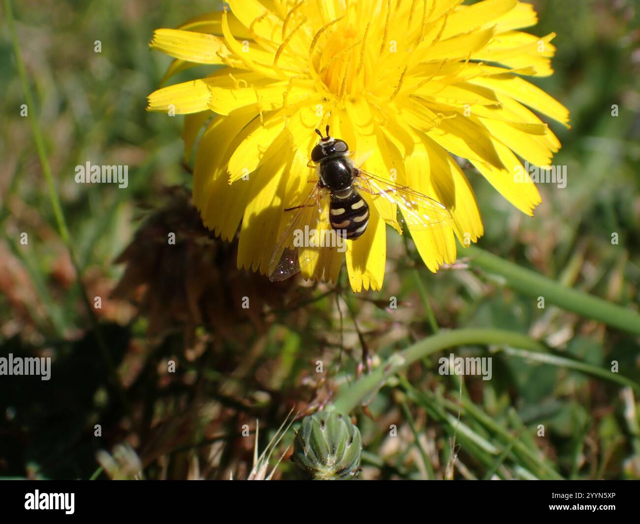 Large-tailed Aphideater (Eupeodes volucris Stock Photo - Alamy