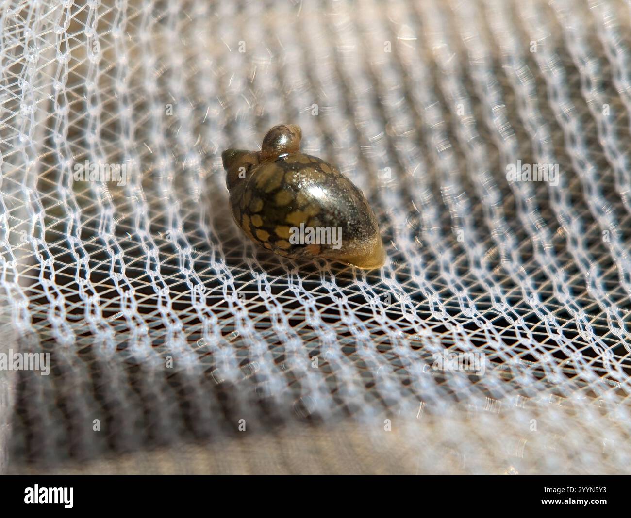 Bladder snail hi-res stock photography and images - Alamy