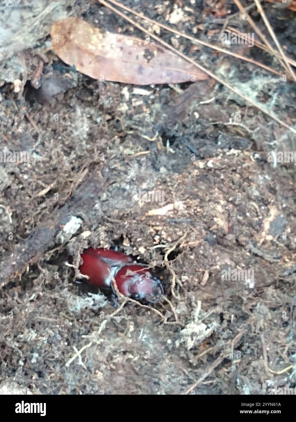 Giant stag beetle lucanus elaphus hi-res stock photography and images ...
