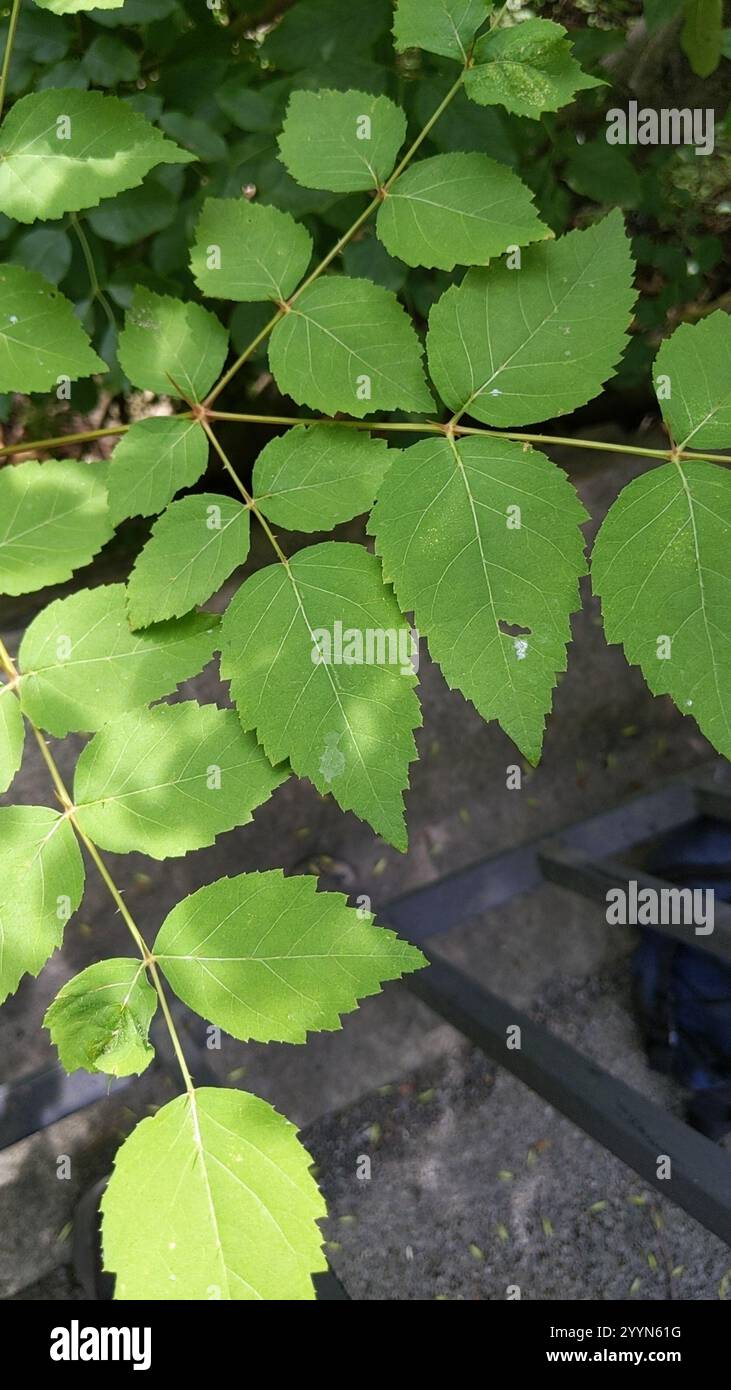 Japanese angelica tree (Aralia elata Stock Photo - Alamy