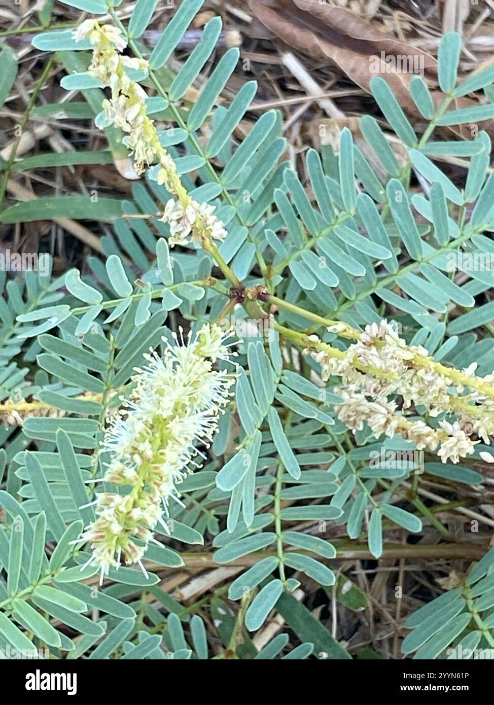 Neltuma glandulosa hi-res stock photography and images - Alamy