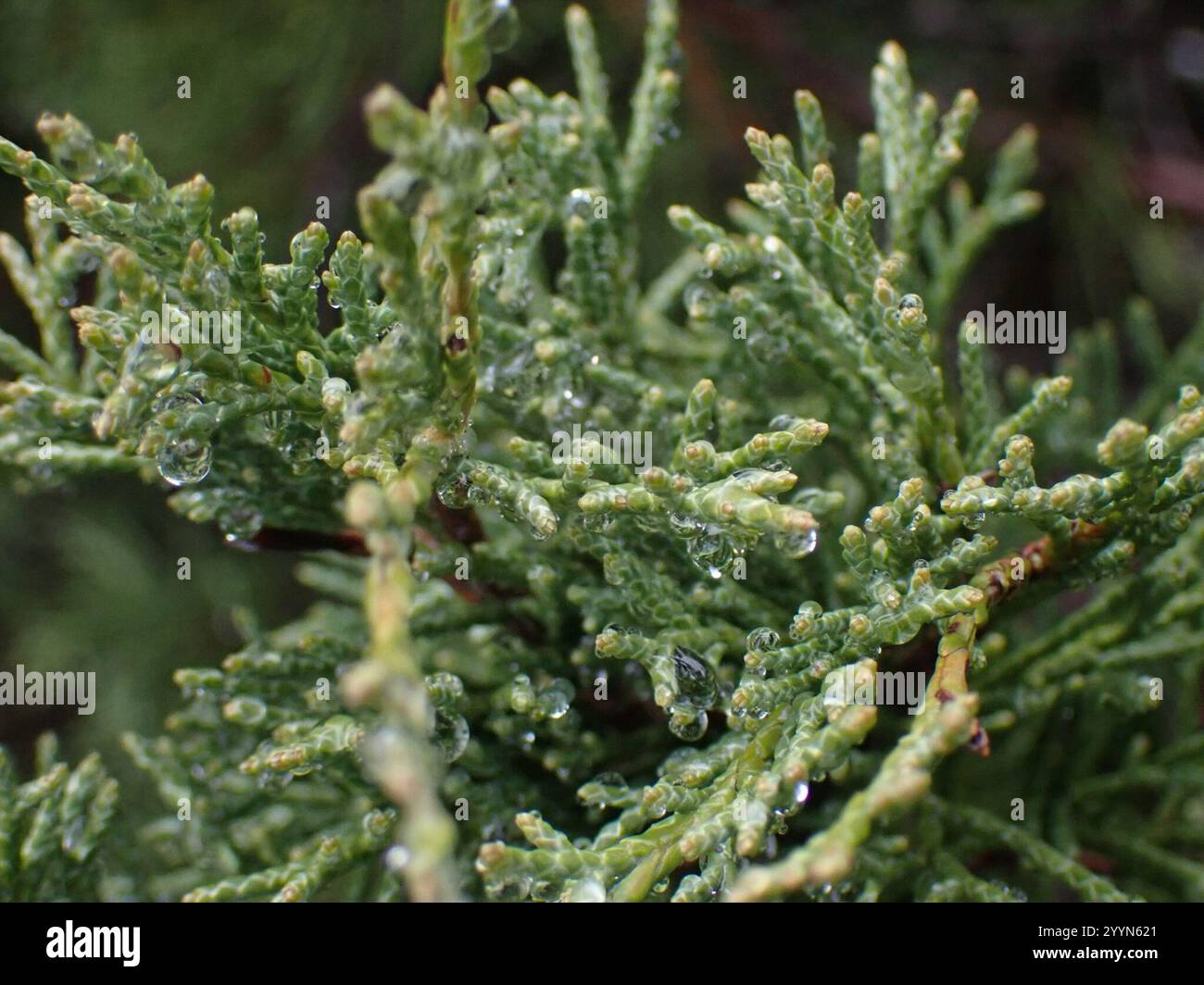 Rocky Mountain Juniper (Juniperus scopulorum Stock Photo - Alamy