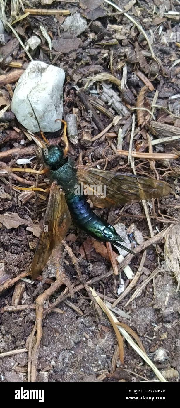 Steely-blue Woodwasp (Sirex juvencus Stock Photo - Alamy