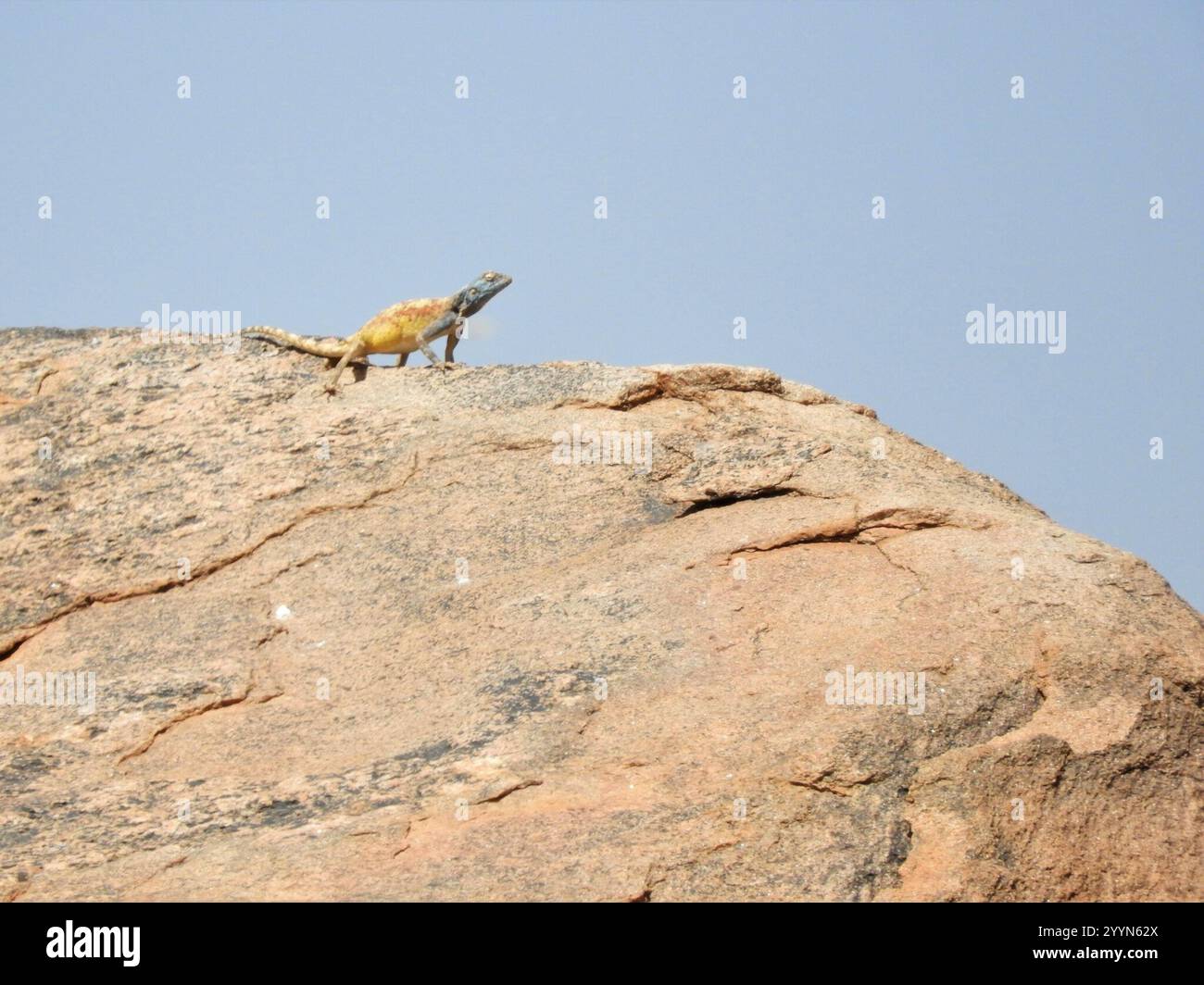 Southern Rock Agama (Agama atra Stock Photo - Alamy