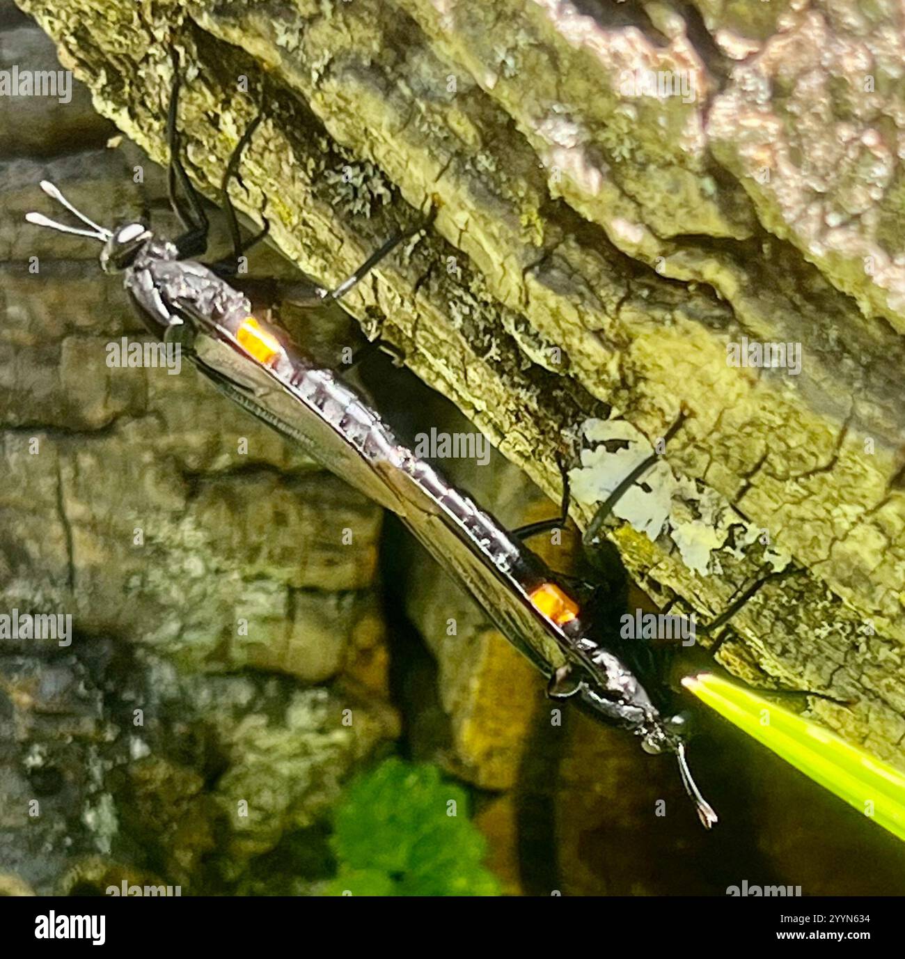 Clubbed Mydas Fly (Mydas clavatus Stock Photo - Alamy