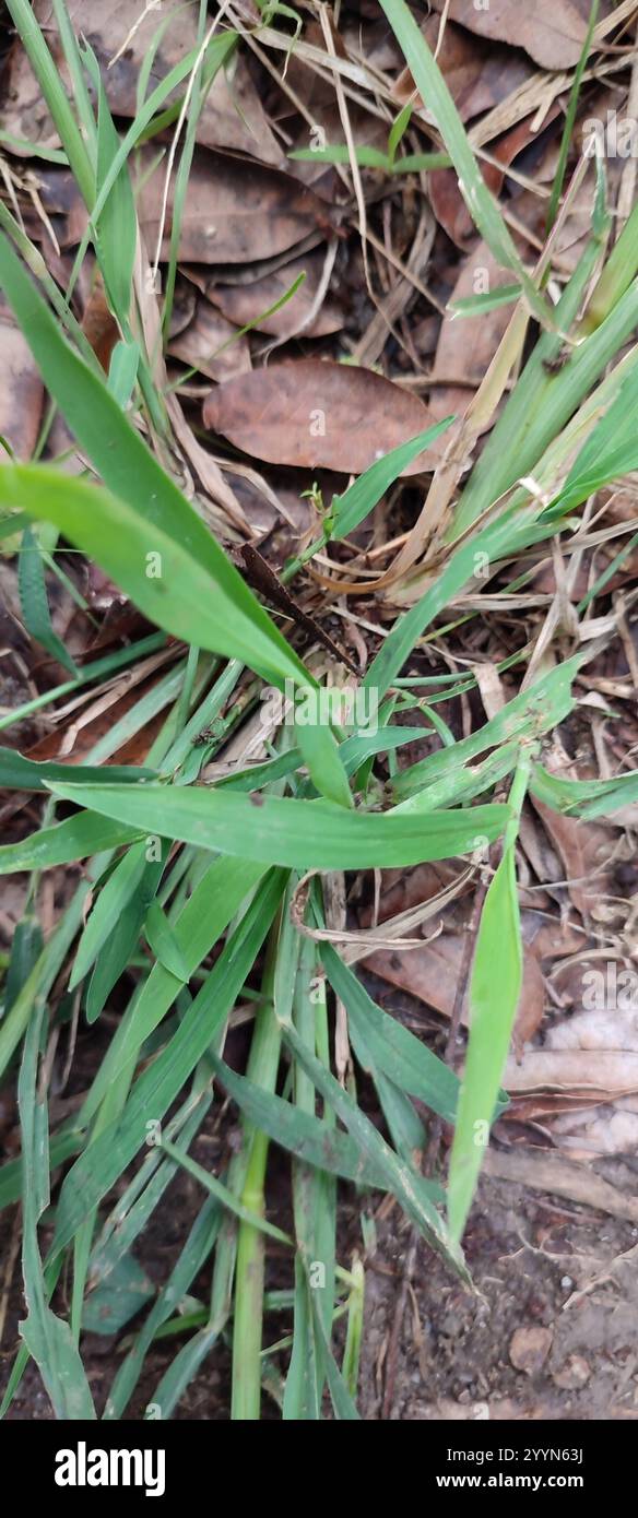 Jungle Rice (Echinochloa colonum Stock Photo - Alamy