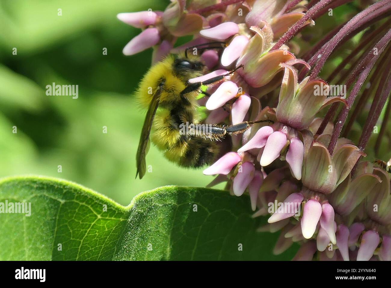Perplexing Bumble Bee (Bombus perplexus Stock Photo - Alamy
