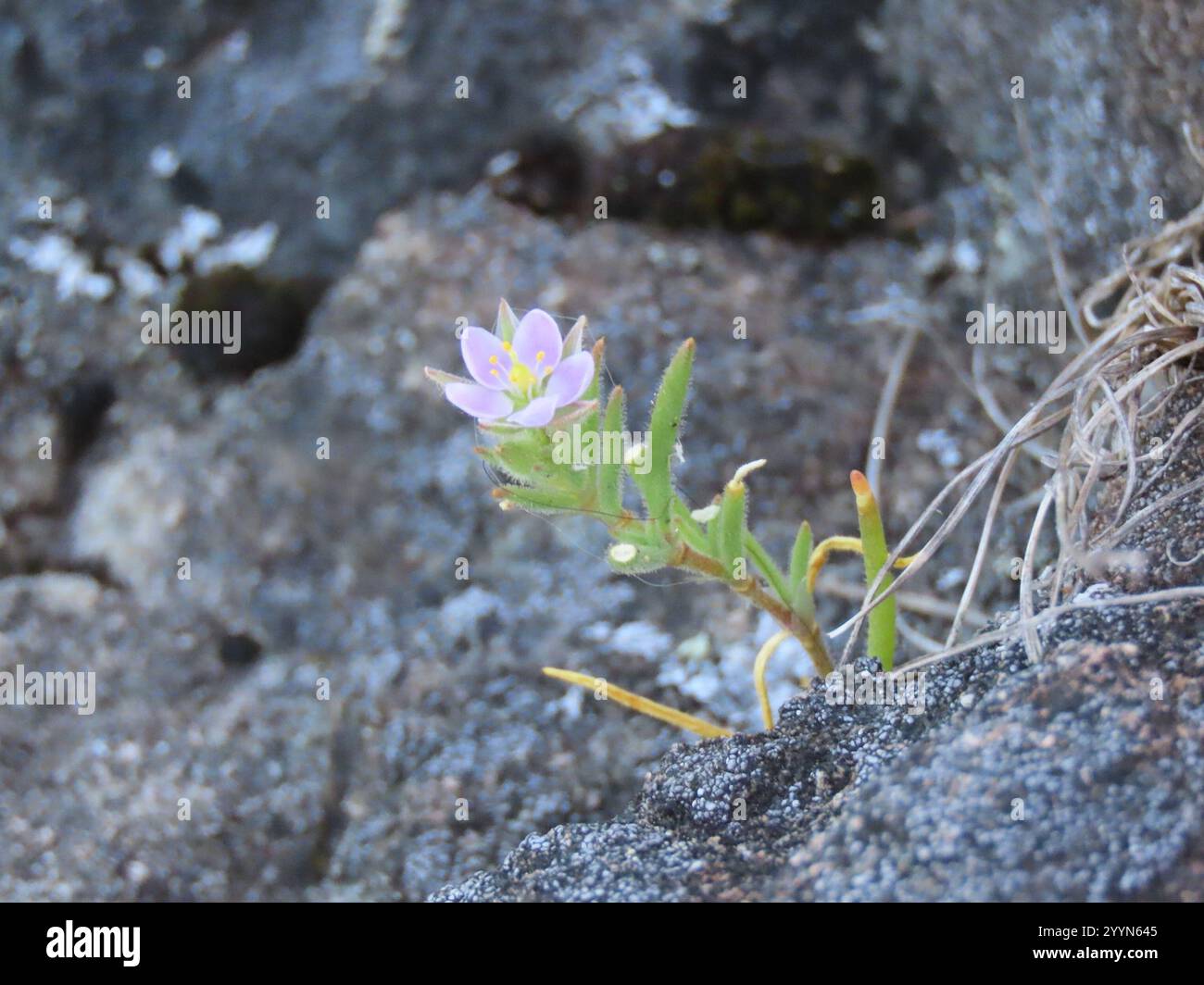 Spergularia macrotheca hi-res stock photography and images - Alamy