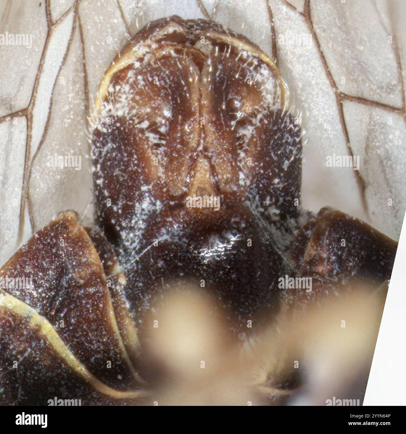 Melanoliarus hi-res stock photography and images - Alamy