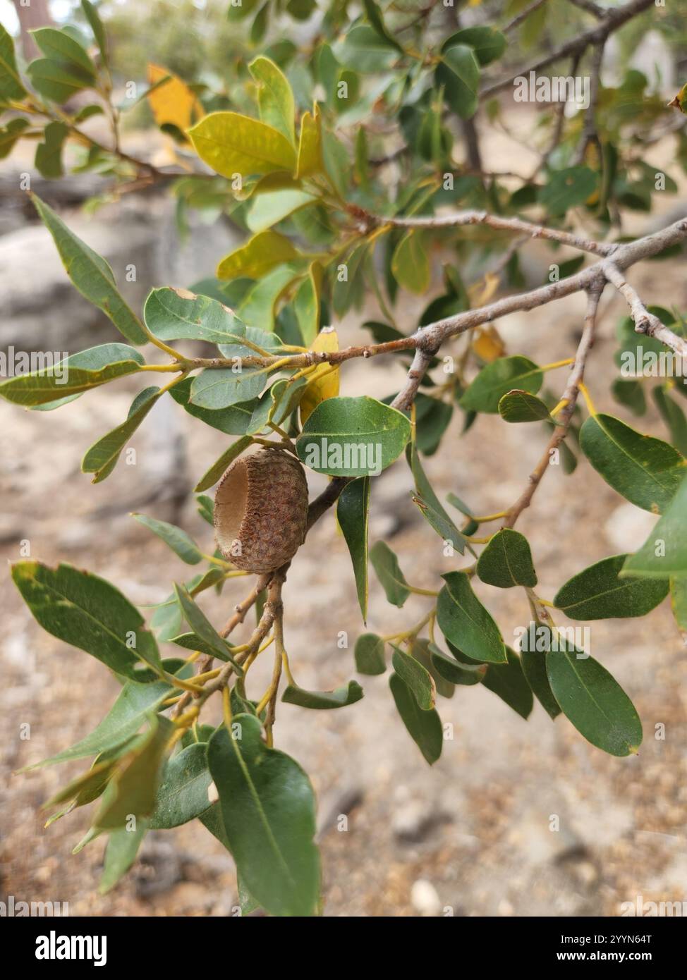 canyon live oak (Quercus chrysolepis Stock Photo - Alamy