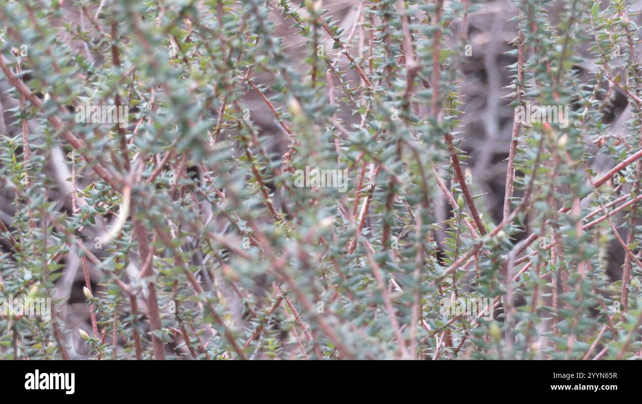 Australian native currant (Acrotriche depressa Stock Photo - Alamy